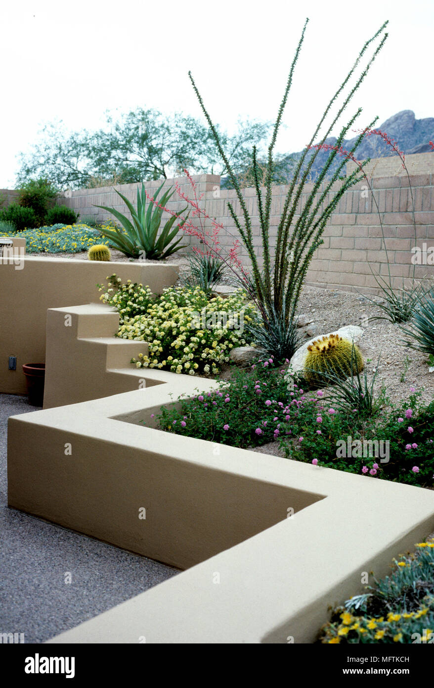 Contemporary garden with a planting of Verbena, Agave, Echinocactus ...