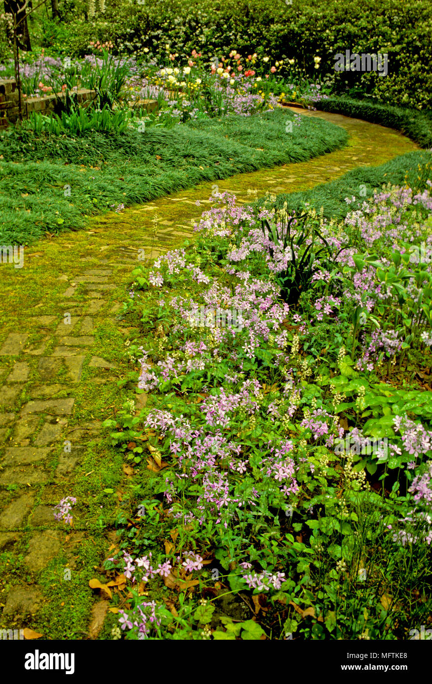 Mossy curved path with plantings of Phlox divaricata, Polygonatum and ...