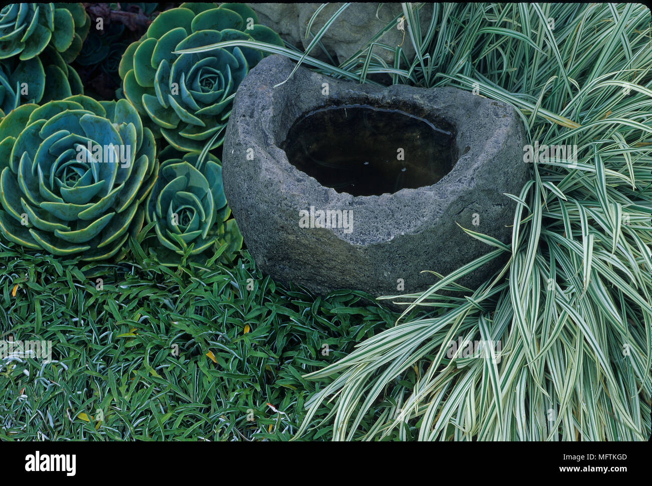 Stone water bowl with plantings of Aeonium, Briza and Dymondia ...
