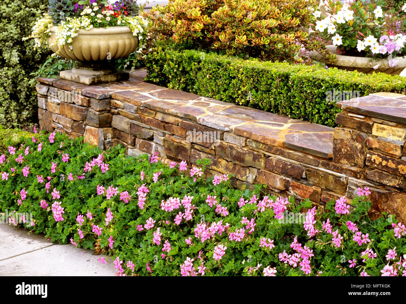 Pelargonium balcon princess hi-res stock photography and images - Alamy