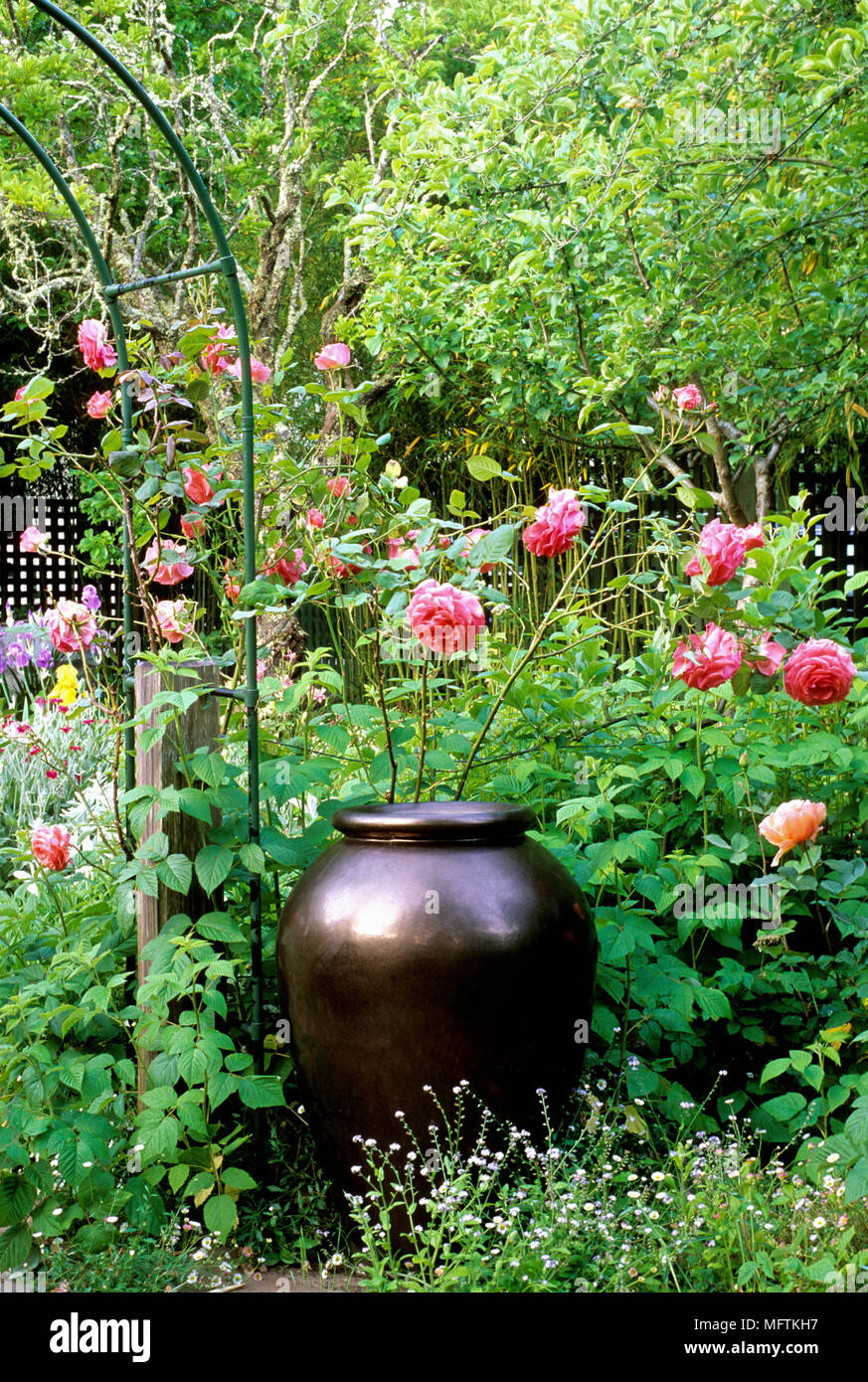 Garden with pergola and planting of Rosa 'America' Stock Photo - Alamy