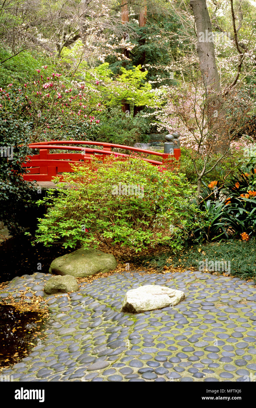 Woodland garden with bridge over stream and planting of Magnolia ...