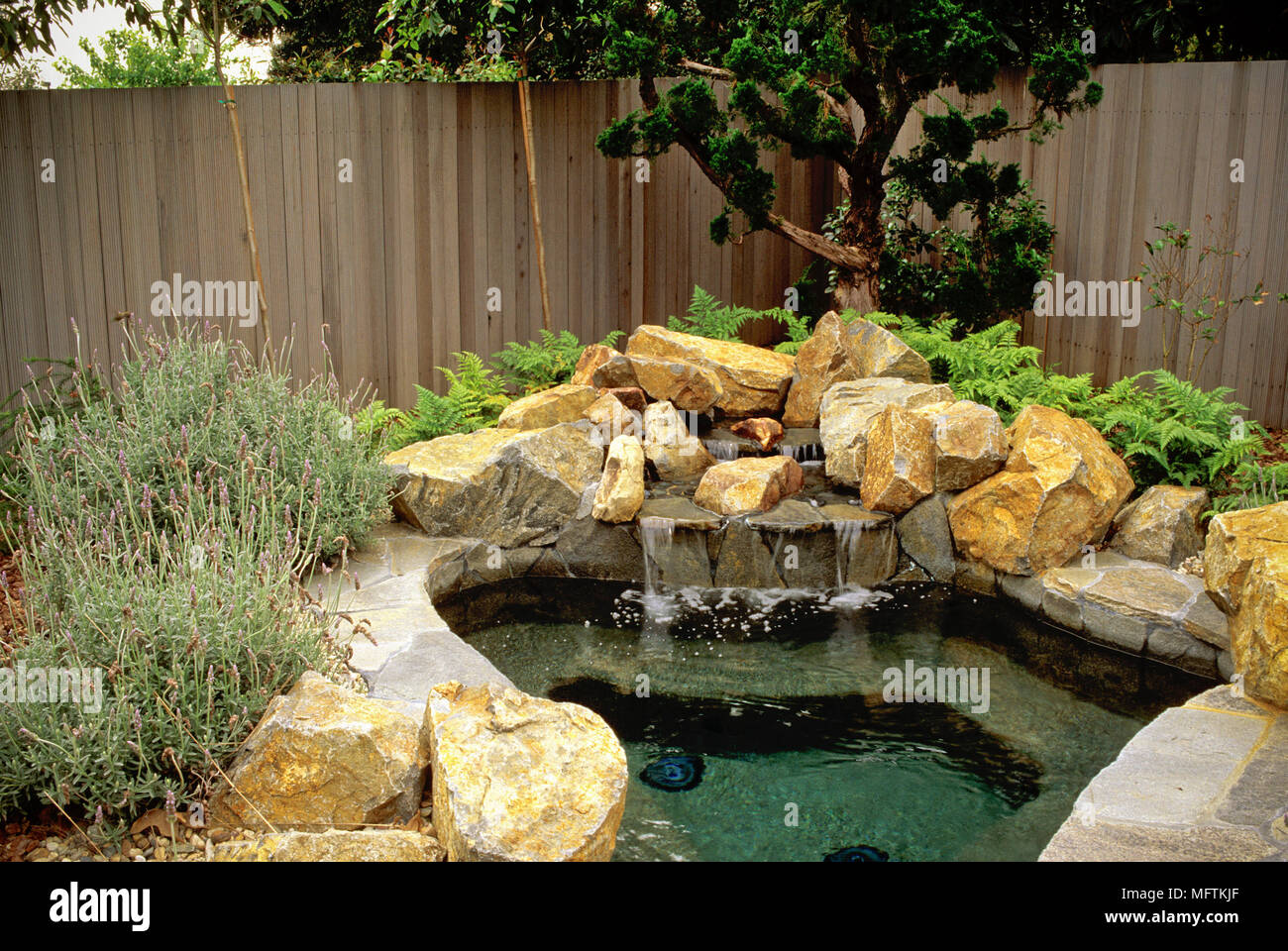 Lavandula dentate grows around a small spa pond Stock Photo - Alamy