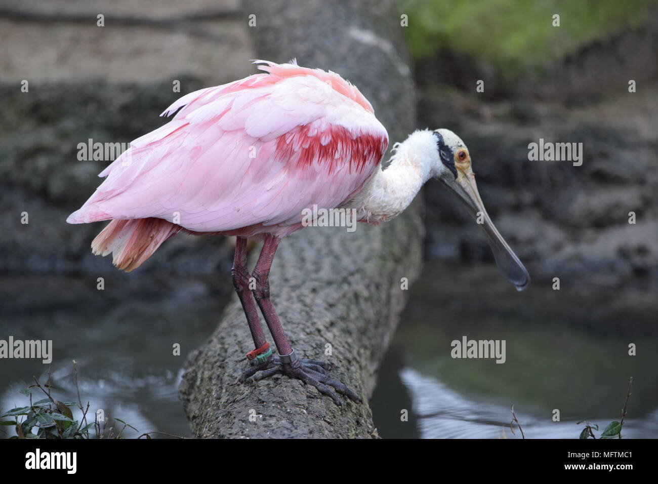 Birds 0f texas hi-res stock photography and images - Alamy