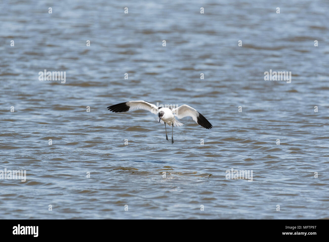 Pied Avocet (Recurvirostra avosetta) coming in to land Stock Photo - Alamy