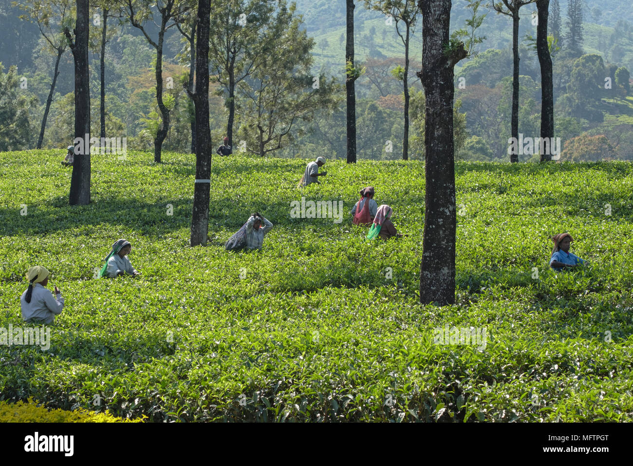 Valparai tea plantation hi-res stock photography and images - Alamy