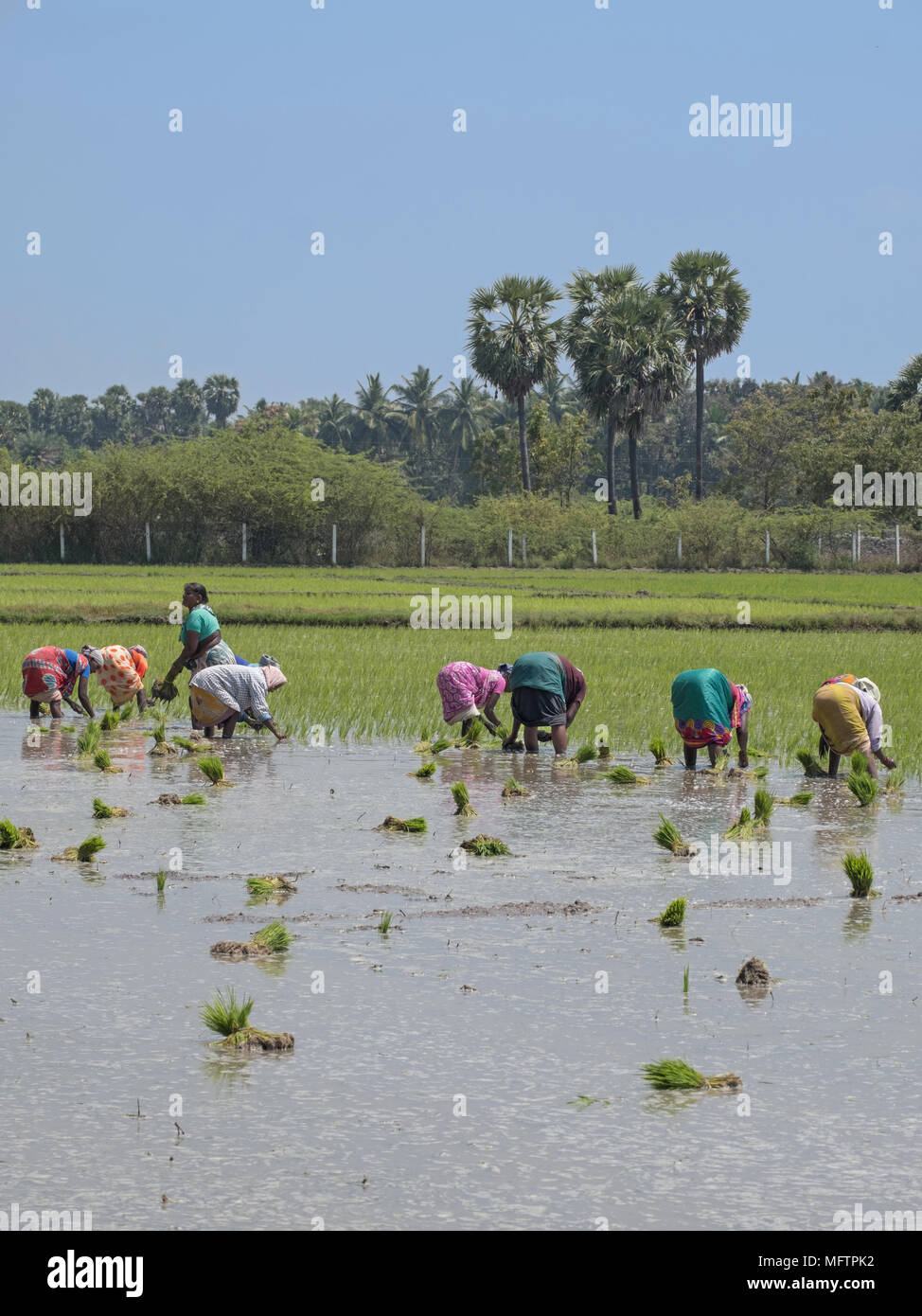Villuppuram, India - March 18, 2018: Women workers undertaking the ...