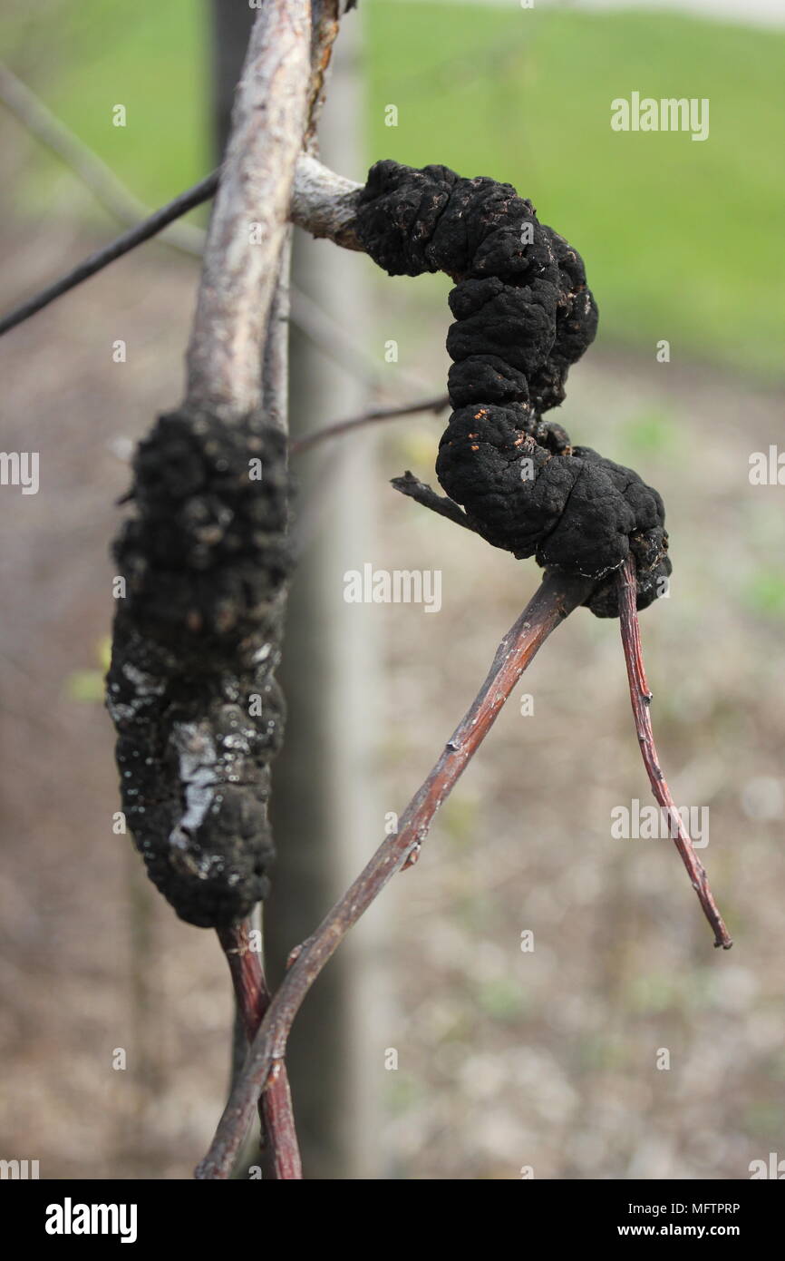 Abnormal Tree Growth High Resolution Stock Photography and Images - Alamy