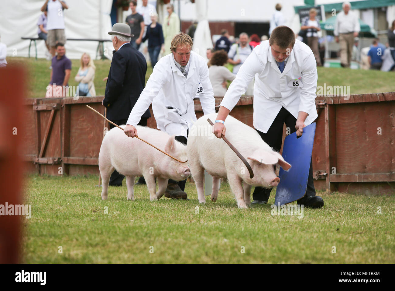 pigs being shown at great yorkshire show Stock Photo - Alamy