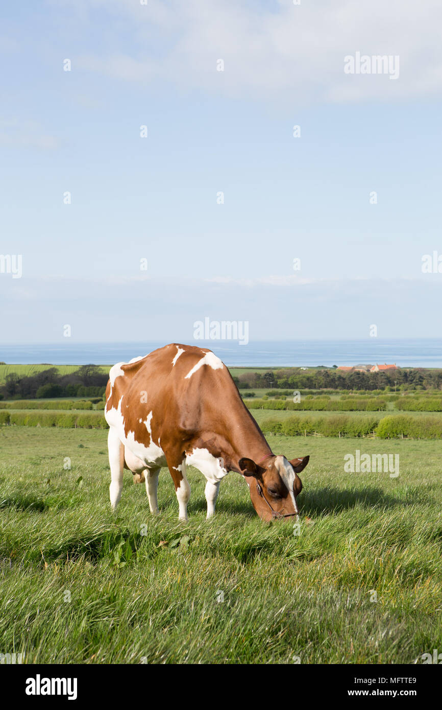 Ayrshire cow red white hi-res stock photography and images - Alamy