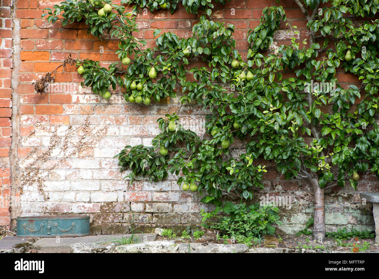 Pleached hi-res stock photography and images - Alamy
