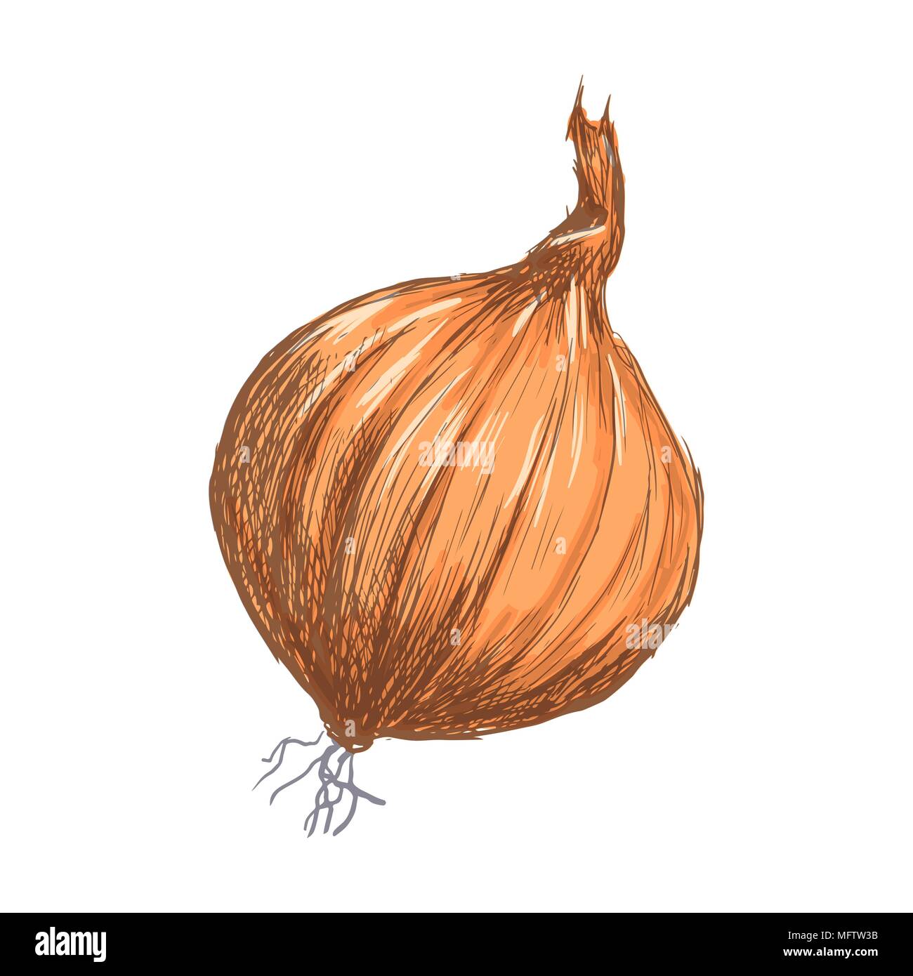 Hand drawn onion over white background. Vector illustration Stock ...