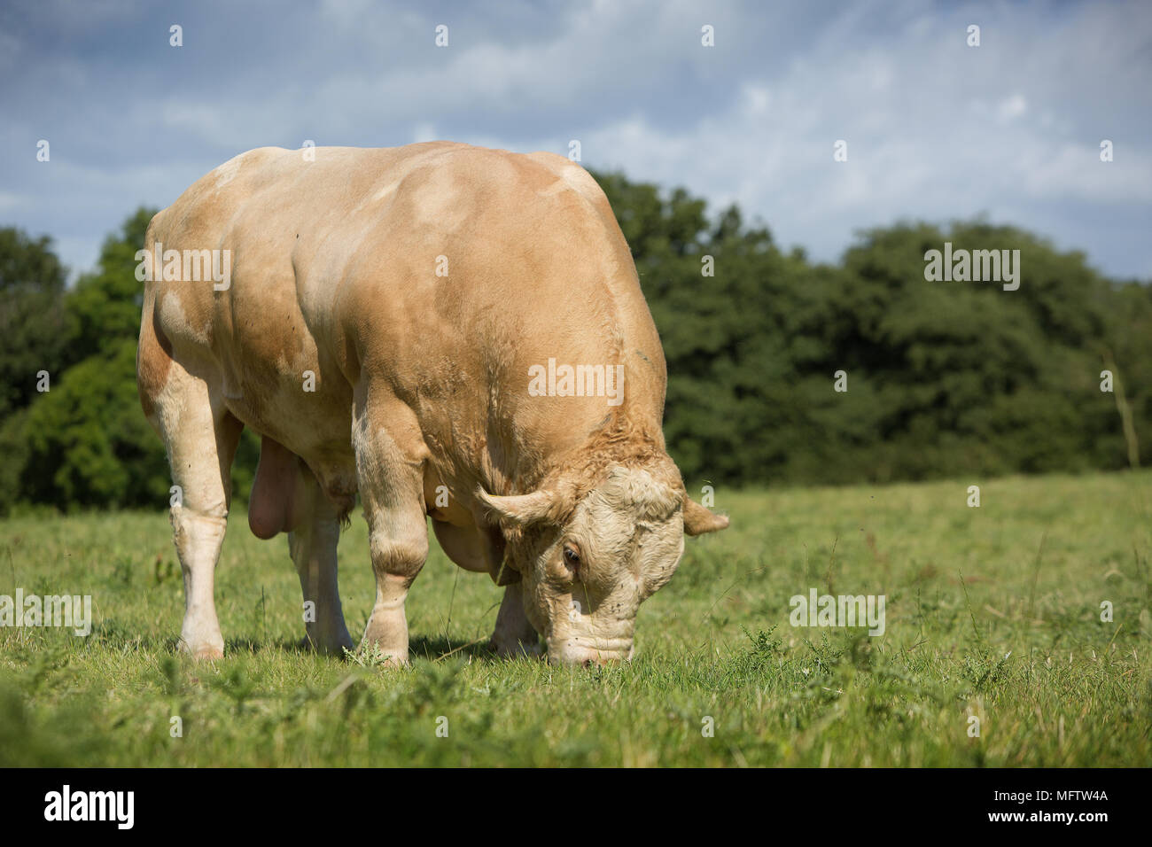 simmental bull in field Stock Photo - Alamy