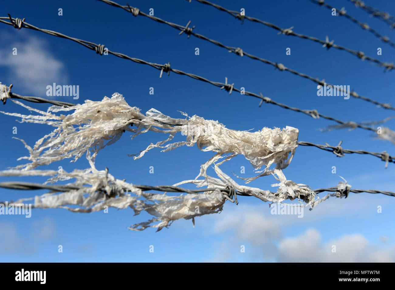 barbed wire cover in waste plastic blowing in the wind Stock Photo - Alamy