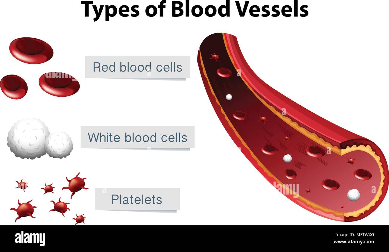 Types of Blood Vessels Illustration illustration Stock Vector Image ...