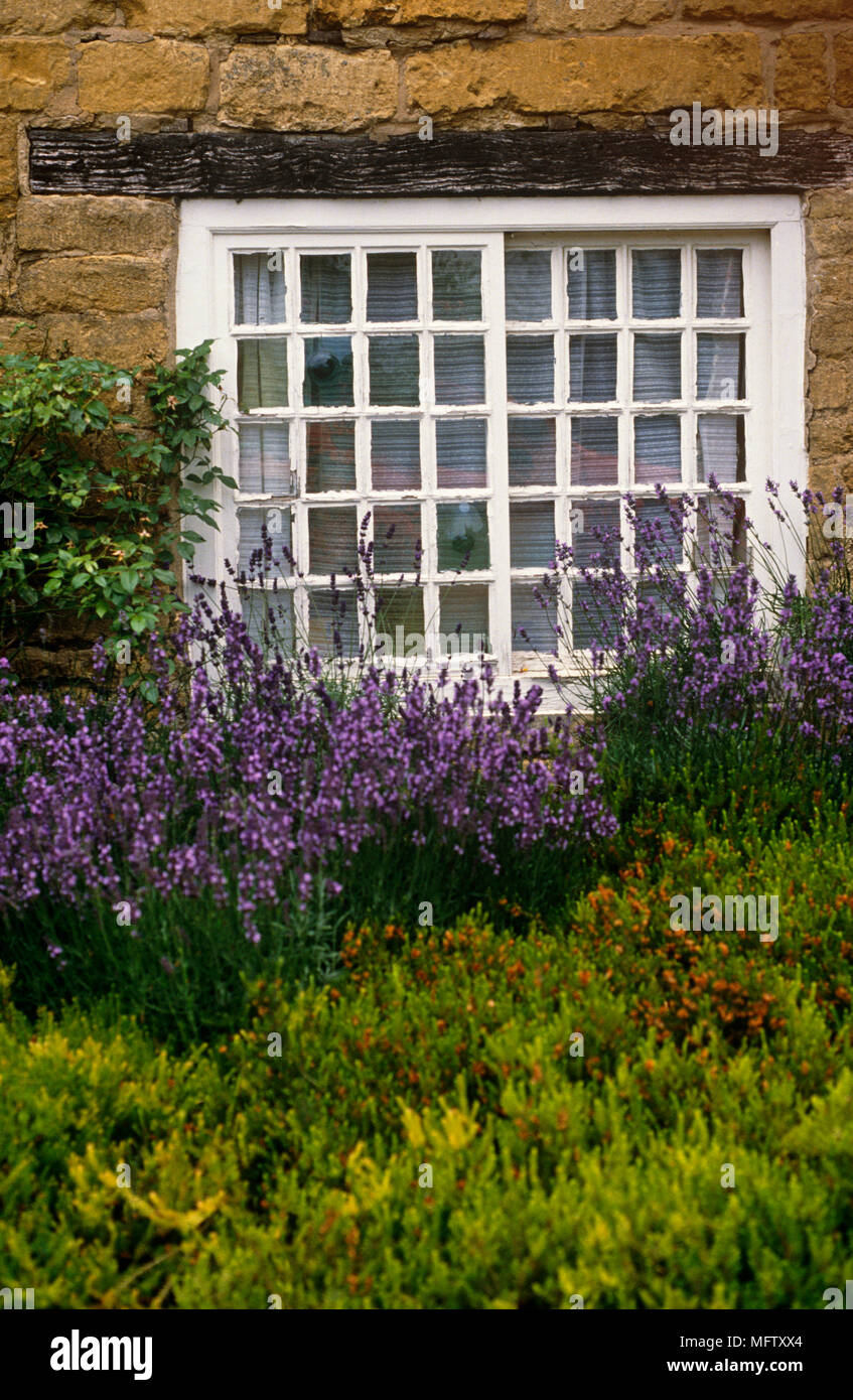 Purple flowers growing beneath cottage window Stock Photo - Alamy