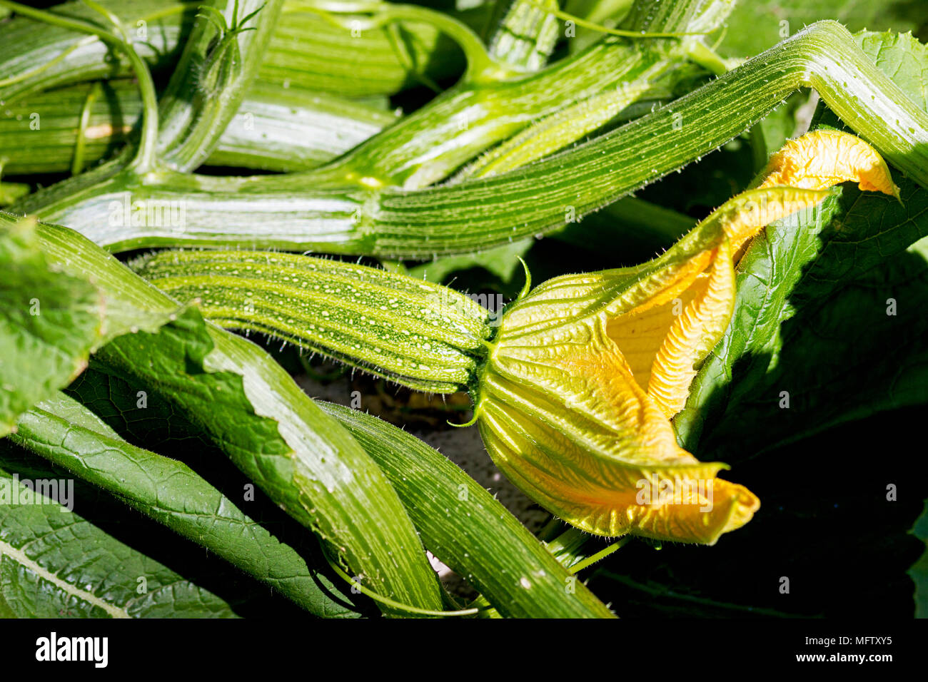 Italian Long Stripped Courgette Stock Photo - Alamy