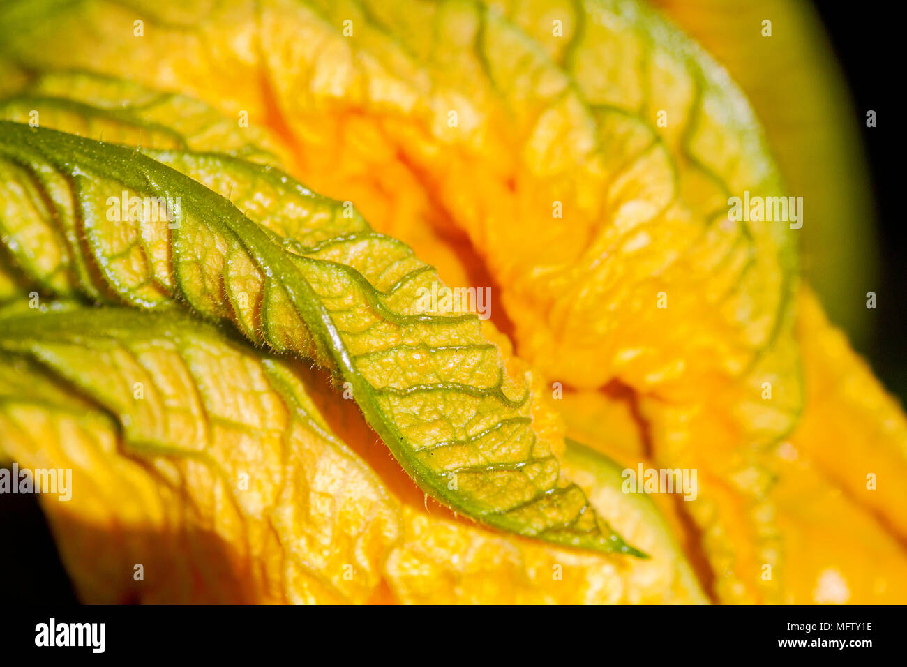 Italian Long Stripped Courgette Flower Stock Photo - Alamy