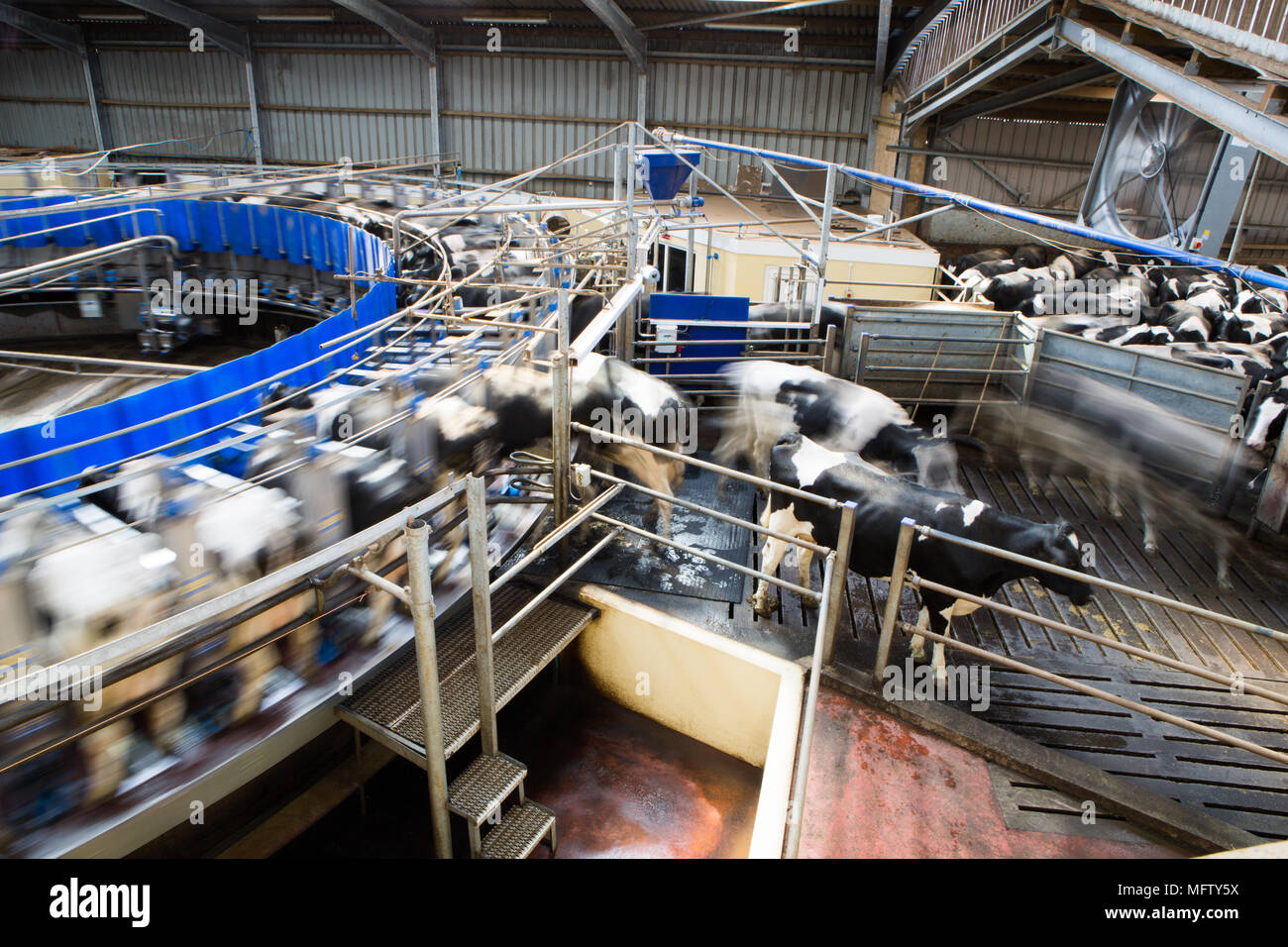 cows getting milked in rotary parlour Stock Photo - Alamy