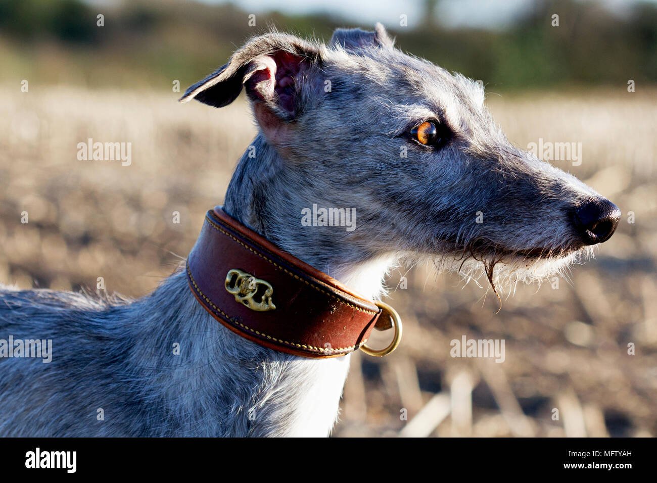 Dog looking to distance hi-res stock photography and images - Alamy
