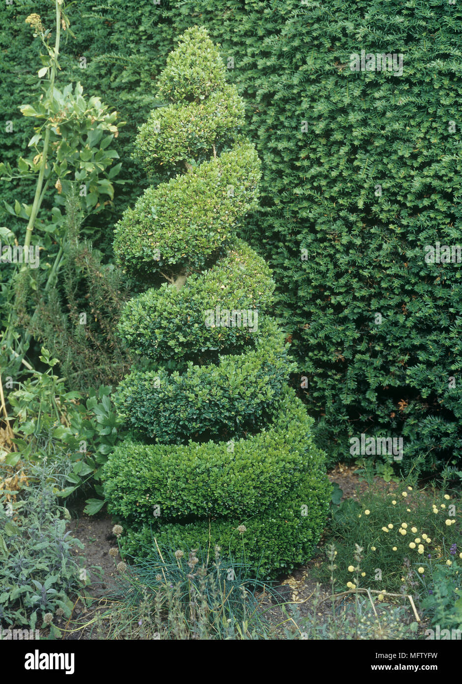 Spiral shaped topiary bush with a hedge behind at York Gate Stock Photo ...