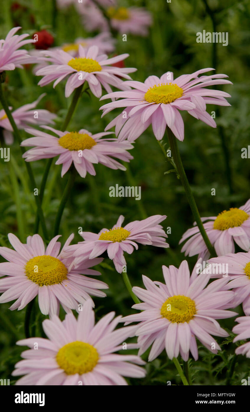 Feverfew pink hi-res stock photography and images - Alamy