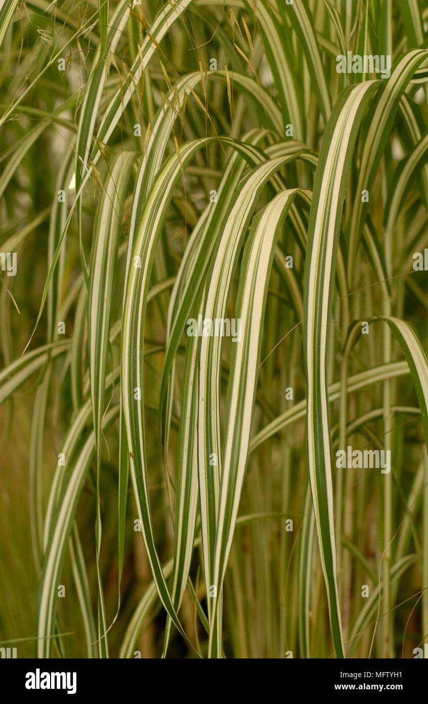 A detail of variegated grass Stock Photo - Alamy
