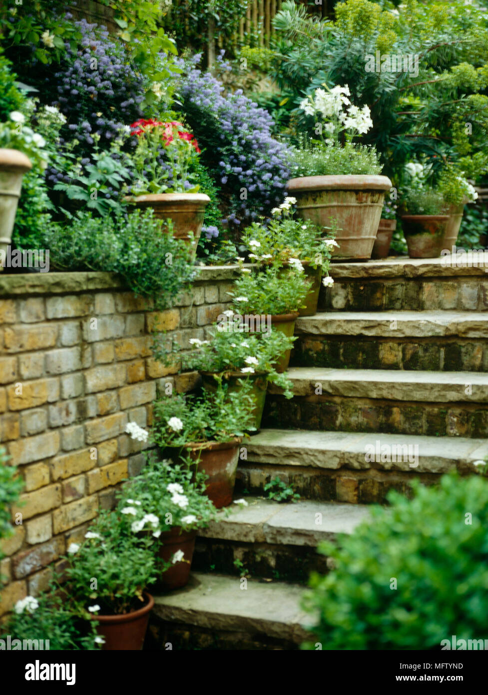 Flowers in pots on brick ledge with steps leading down into garden ...