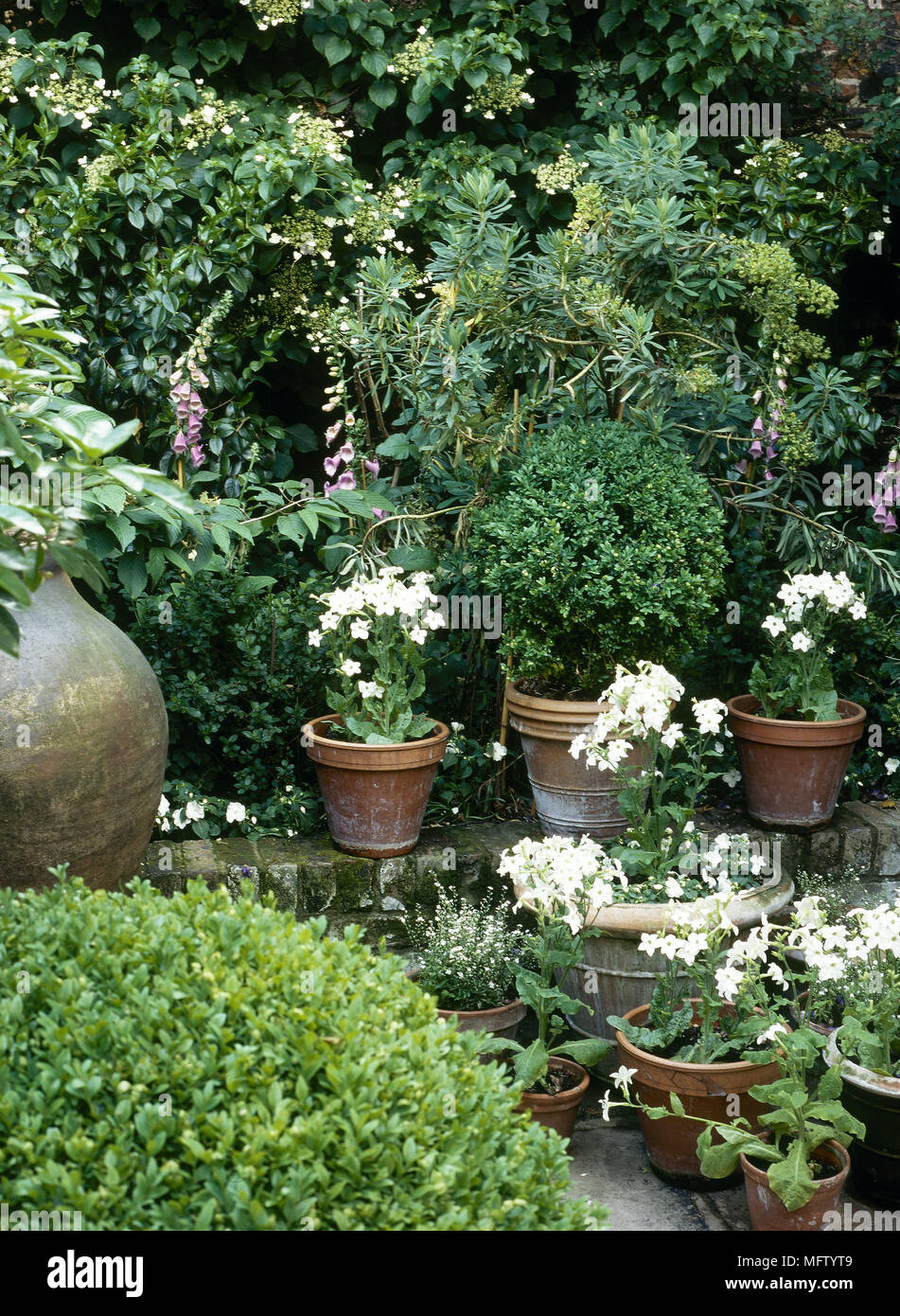 Collection of pots clipped shrubs flowers gardens detail planters urns ...