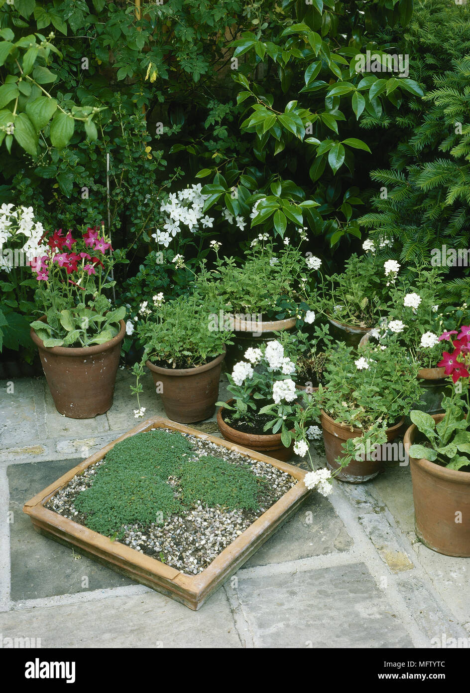 Collection of pots flowers gardens detail planters containers Stock ...