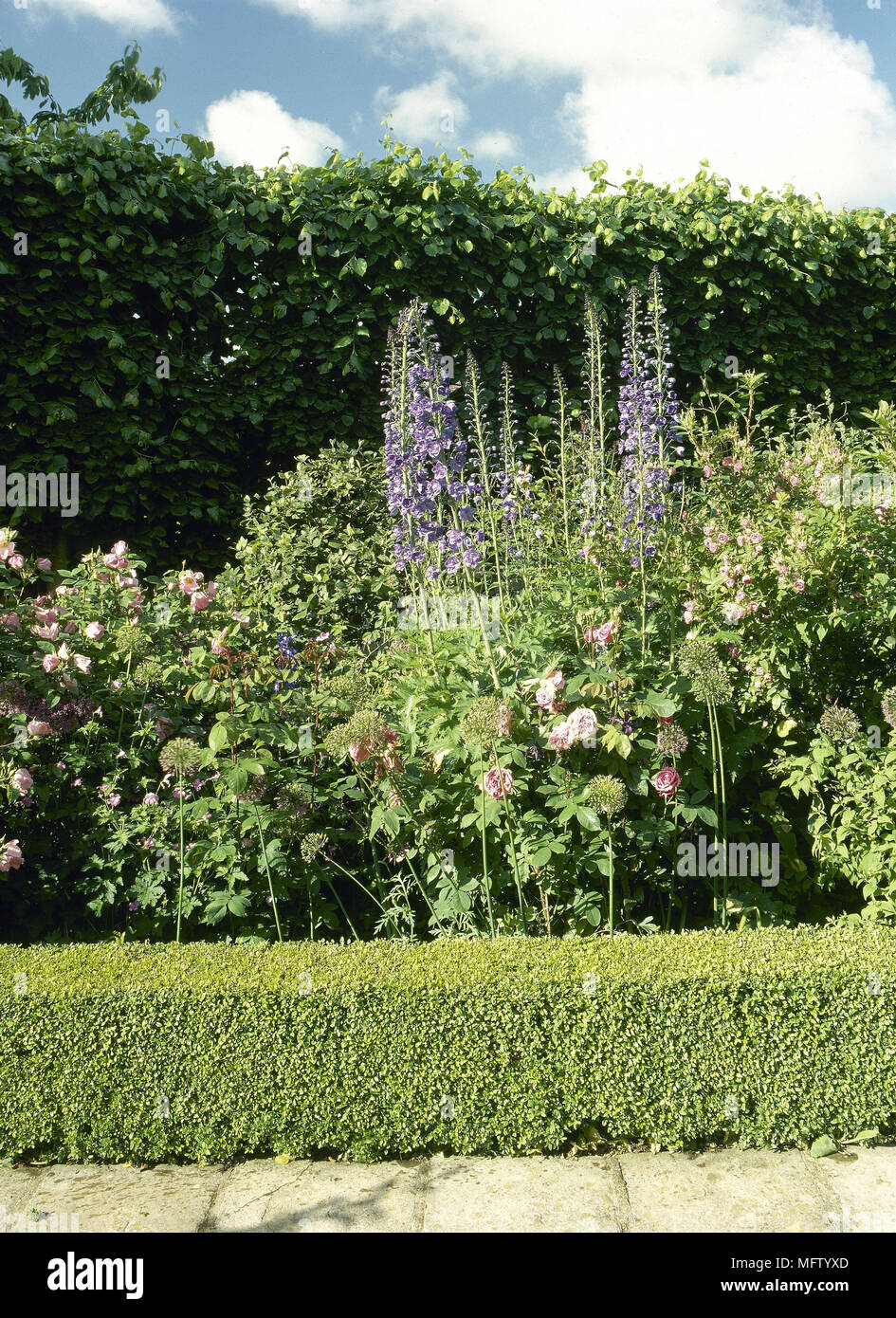 Garden flower border delphiniums clipped low hedging Gardens detail ...