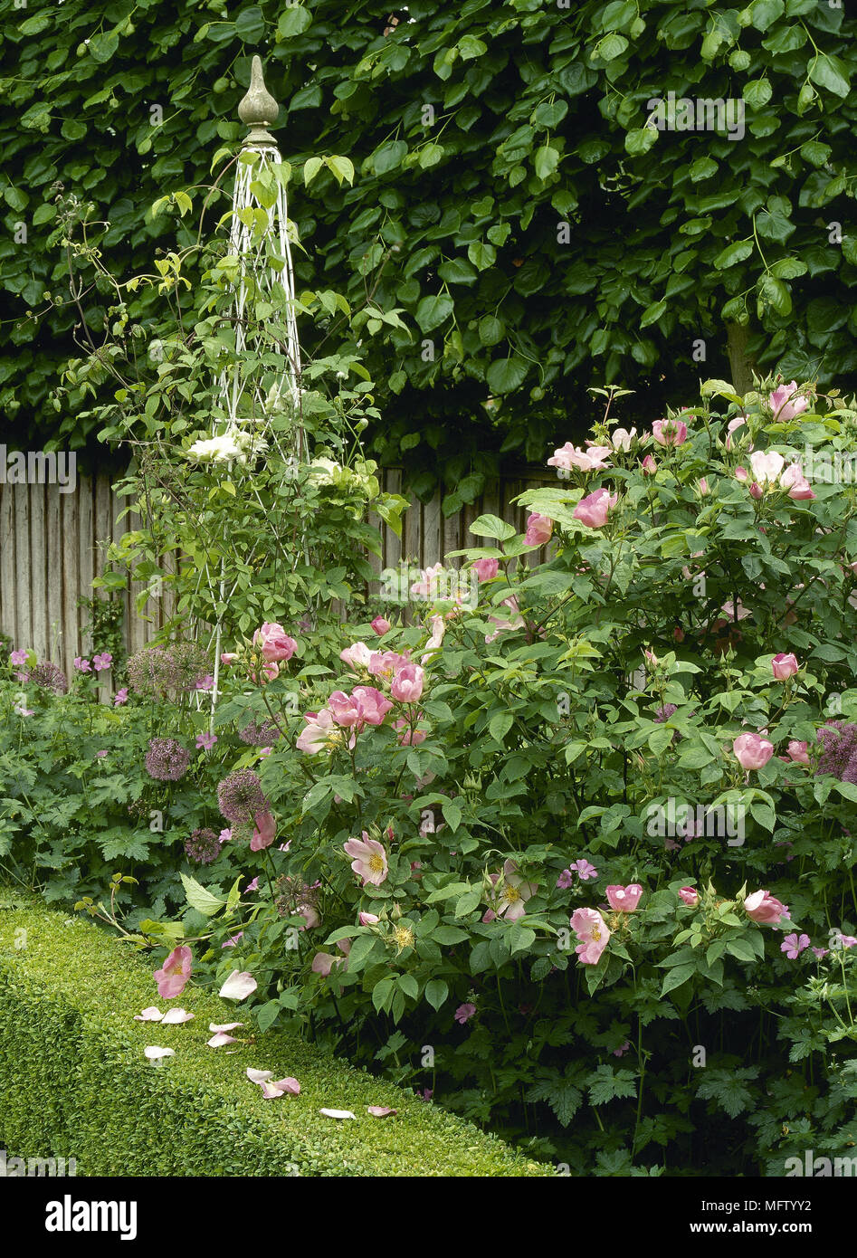 Garden flower border roses obelisk Gardens detail shrubs climbing ...