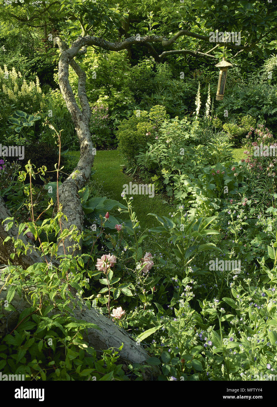 Garden flower beds and borders trees Gardens detail dense planting ...