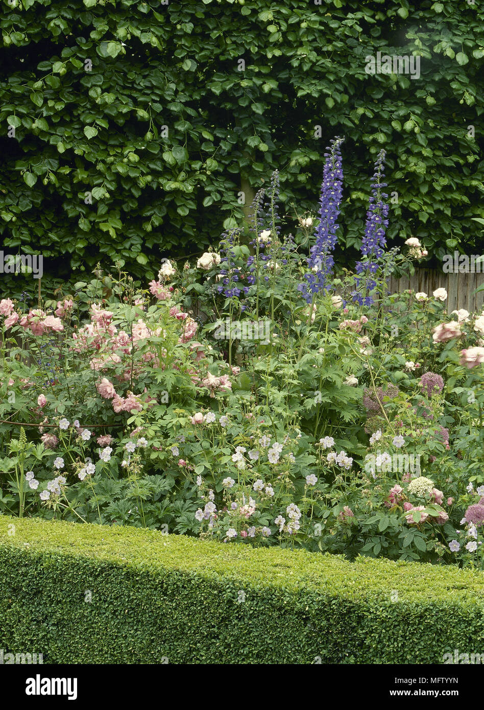 Garden flower border delphiniums clipped low hedging Gardens detail ...