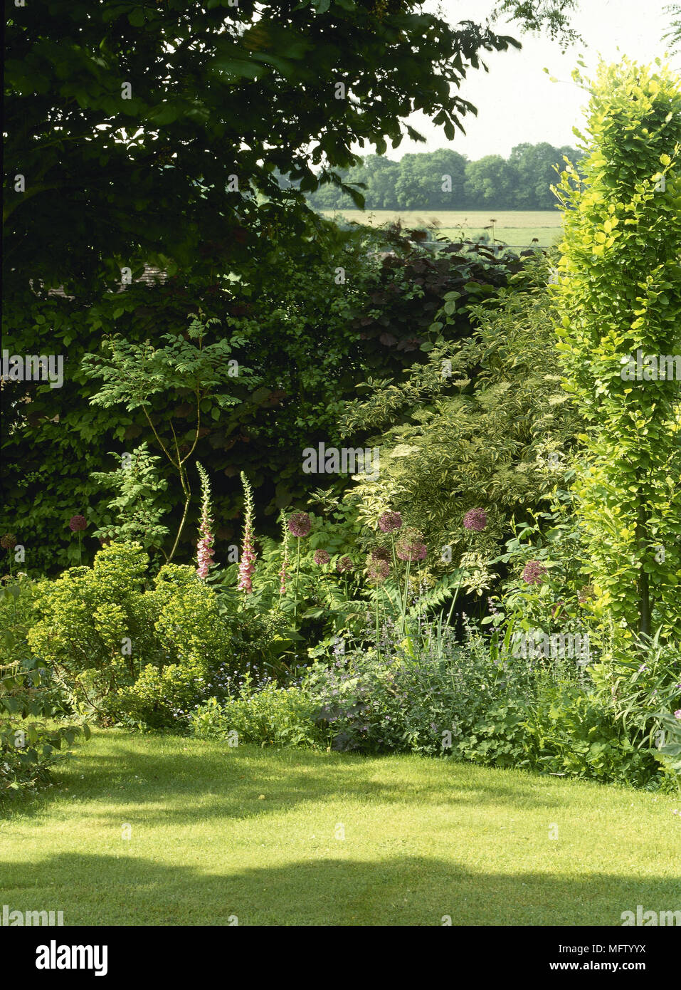 Hedge with trees hi-res stock photography and images - Alamy