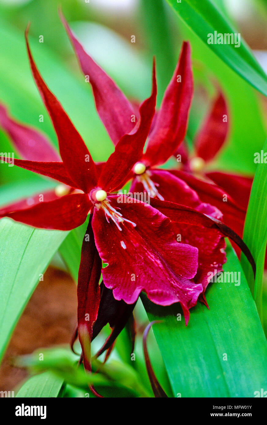 Royal robe hi-res stock photography and images - Alamy