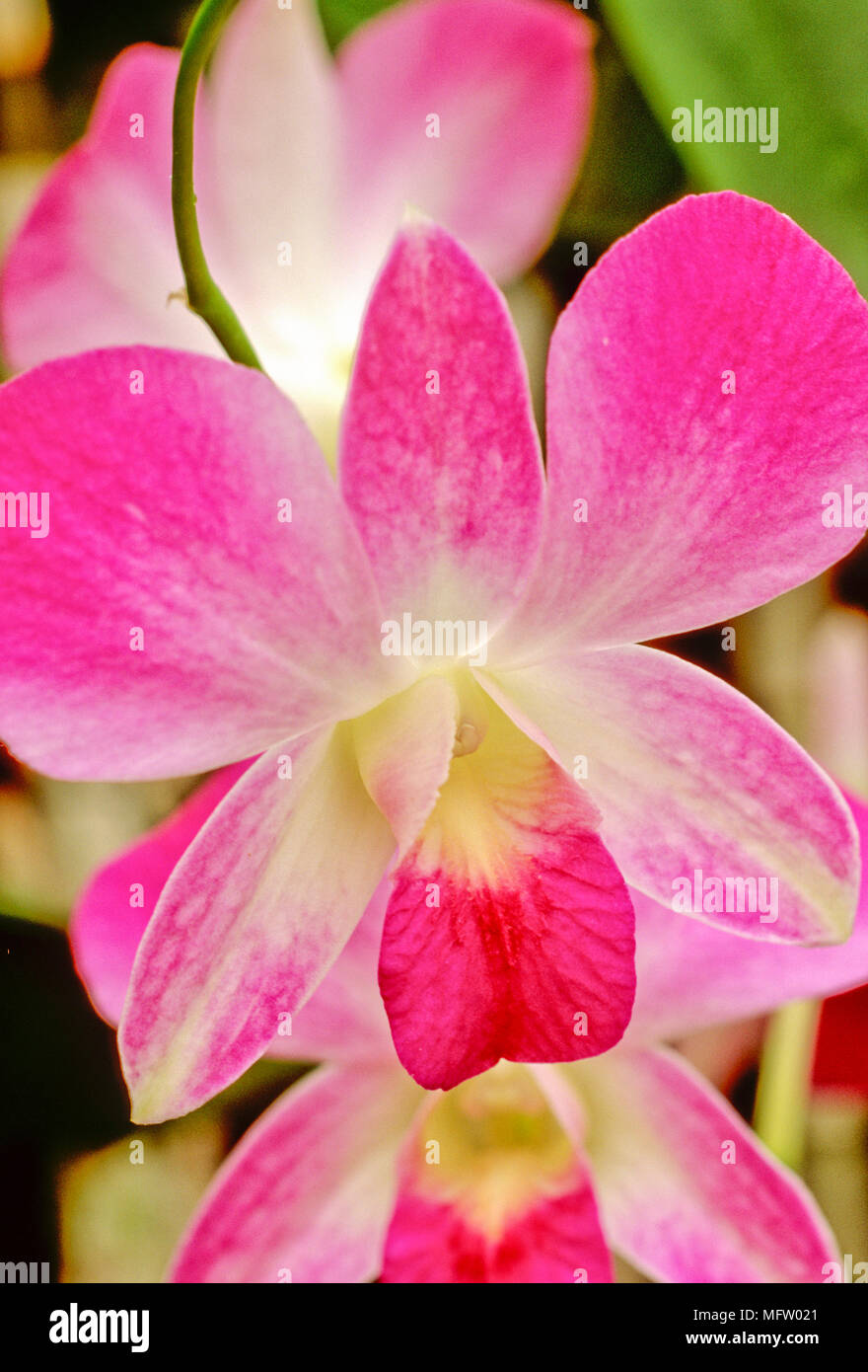 Dendrobium poh kiew oriental hi-res stock photography and images - Alamy