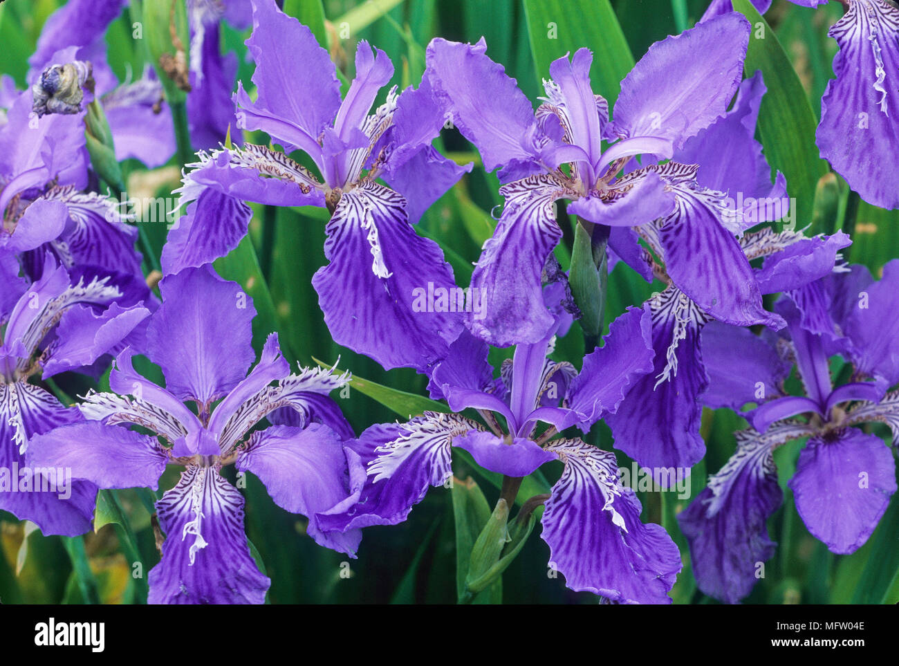 Iris tectorum hi-res stock photography and images - Alamy