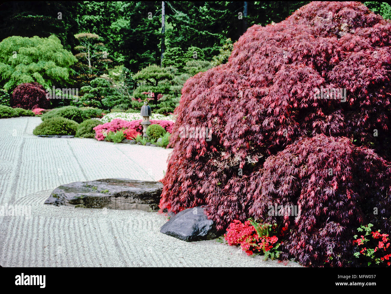 Acer shrub in a garden hi-res stock photography and images - Alamy