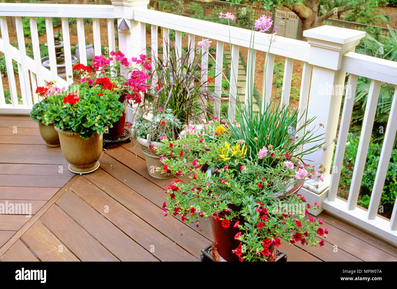 Summer container colour calibrachoa hi-res stock photography and images ...