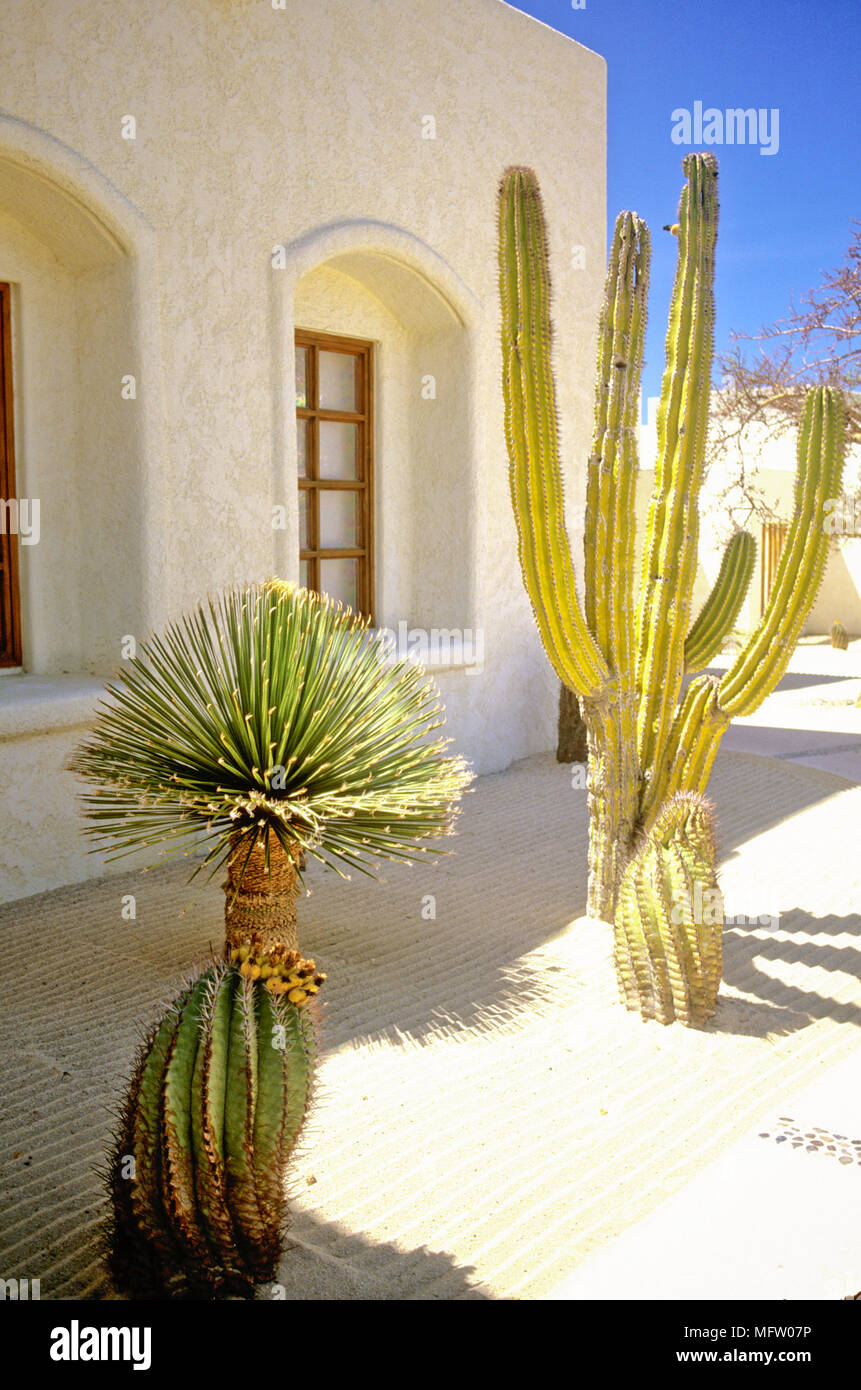 Yucca sp and Carnegiea gigantea in raked sand in dry garden Stock Photo ...