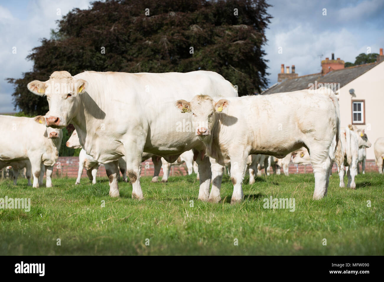Charolais beef cow and calf Stock Photo - Alamy