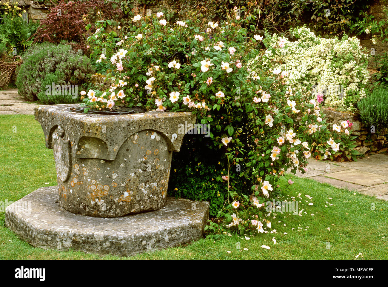 Shrub rose over well hi-res stock photography and images - Alamy