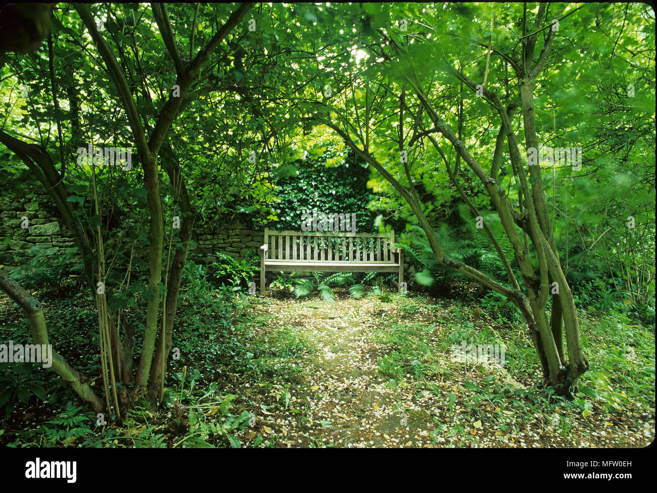 Secluded bench seat amongst Viburnum and Hedera Stock Photo - Alamy