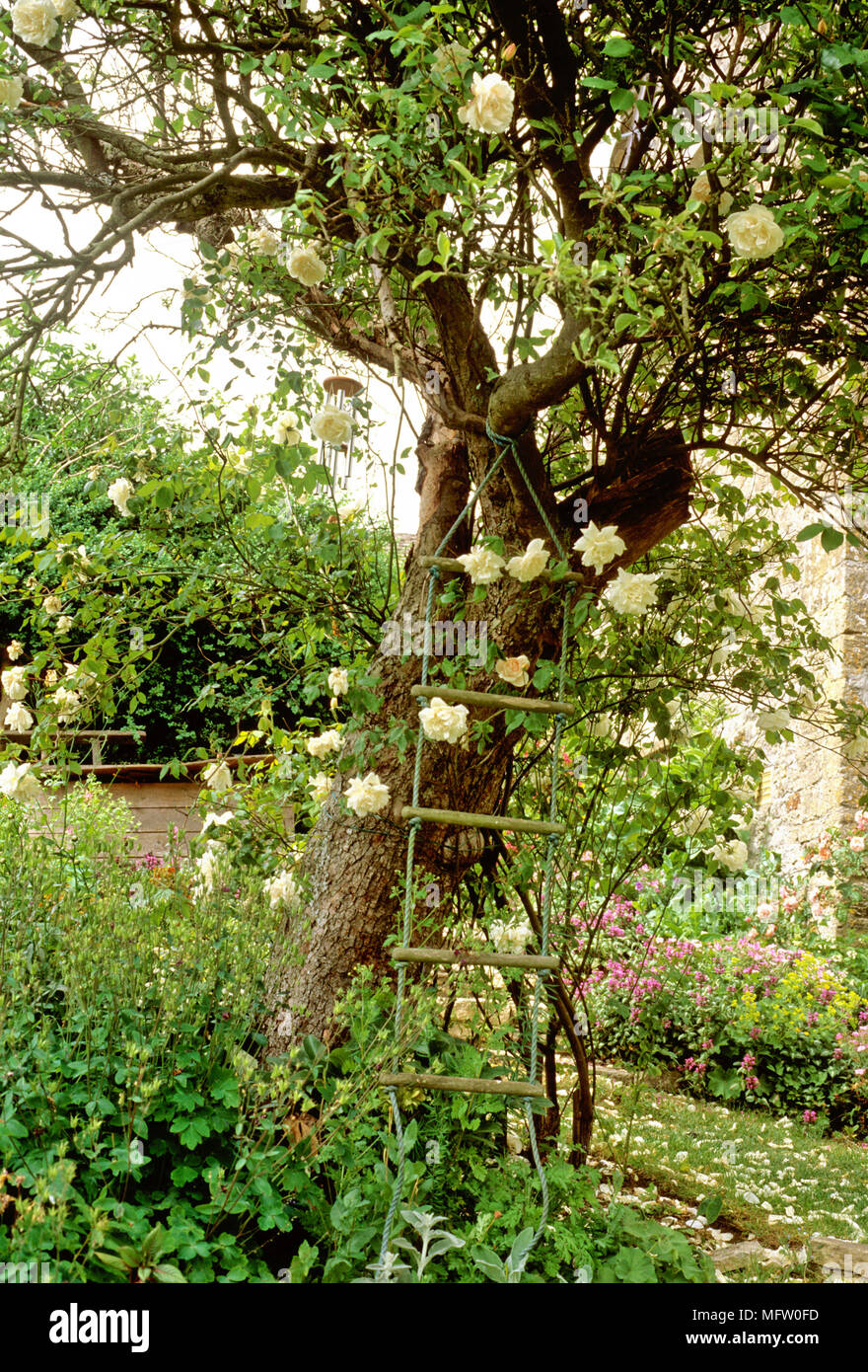 Ladder to Malus tree covered in white climbing rose Stock Photo - Alamy
