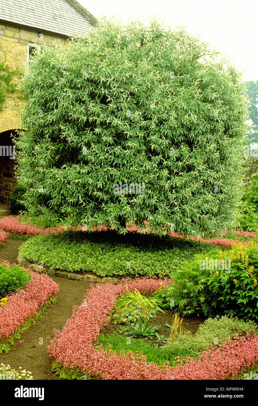 Courtyard garden planted with Pyrus salicifolius ÔPendulaÕ and ...