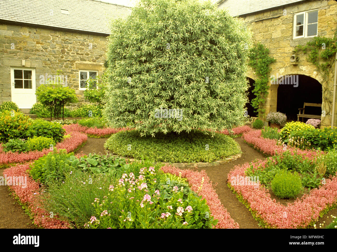Pyrus salicifolius pendula hi-res stock photography and images - Alamy