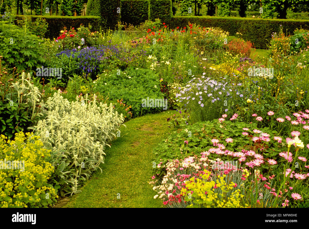 Flower borders planted with Alchemilla mollis, Dianthus, Delosperma ...