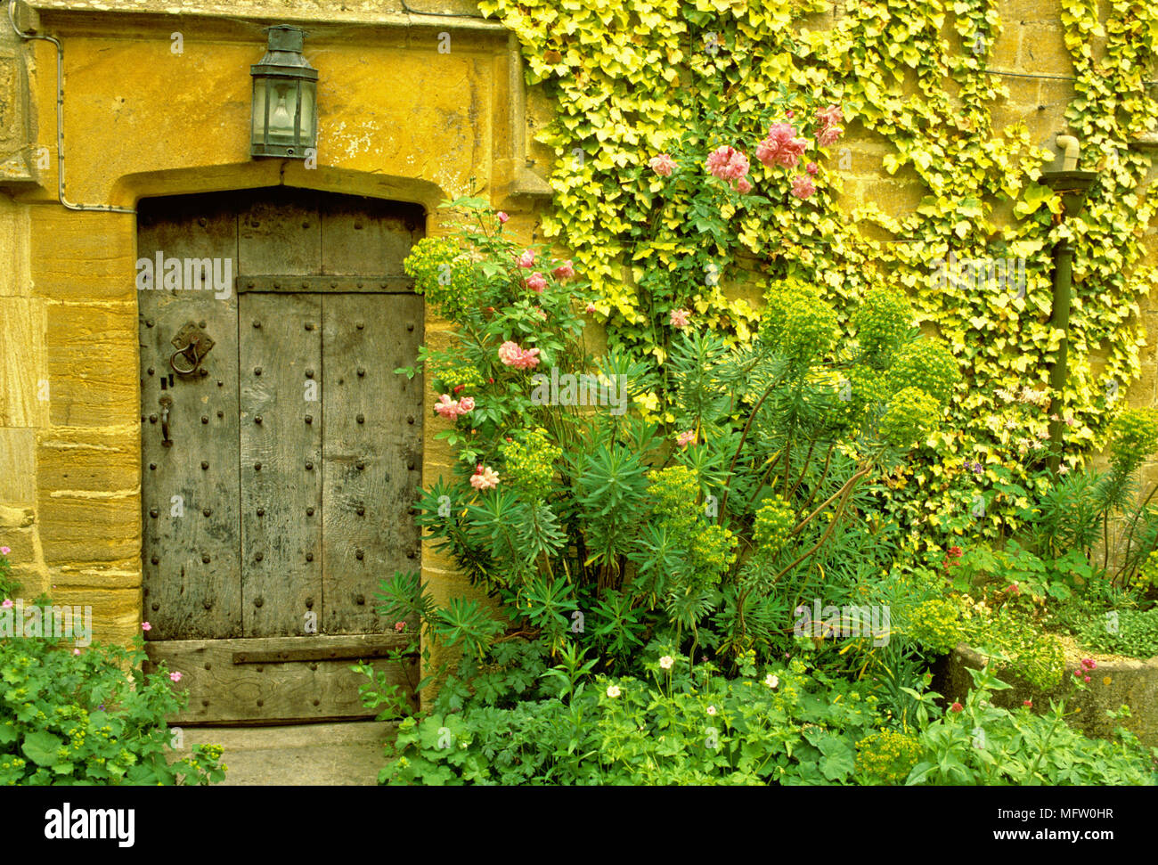 Hedera helix ssp hi-res stock photography and images - Alamy