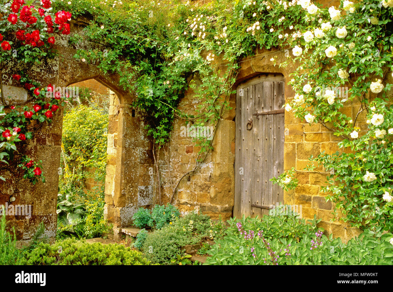 Climbing rose rosa dortmund hi-res stock photography and images - Alamy